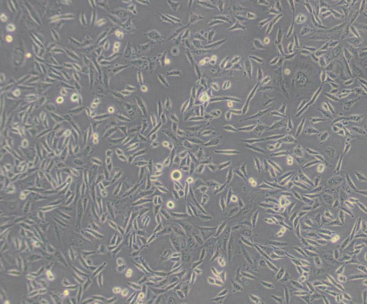 雅吉生物 细胞A253 ATCC代购优级品蛋白质 贴壁形态