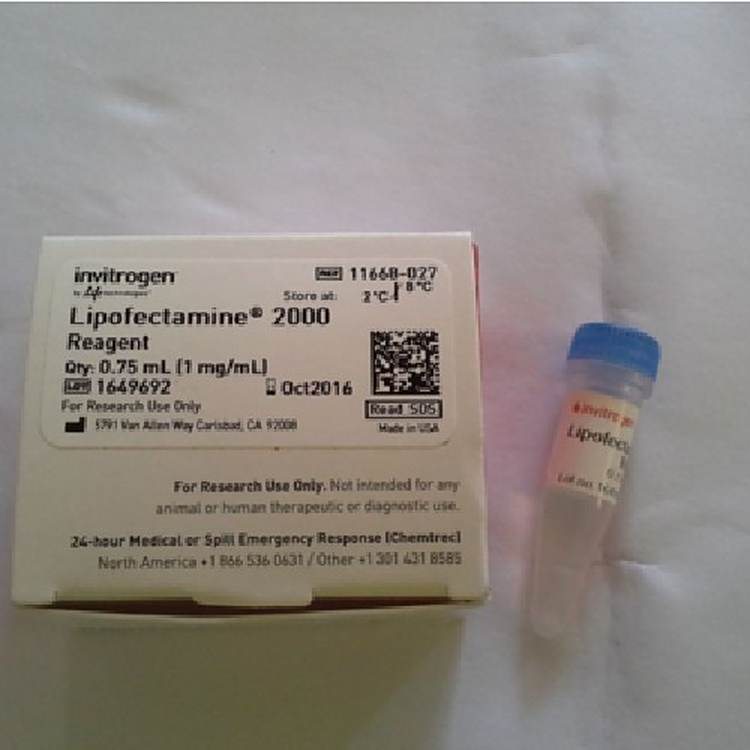 赛默飞Lipofectamine™ 脂质体3000转染试剂 5x1.5mL L3000015 产品关键词:转染试剂3000;赛默飞脂质体;lipofectamine™3000转染赛默飞 ...