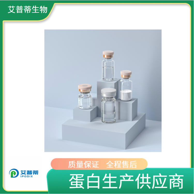Fgf2重组蛋白;大鼠成纤维细胞生长因子2 高纯度