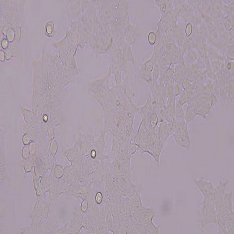 Expi293F （STR鉴定正确）T25培养瓶 科研专用 品种齐全 - 百度爱采购