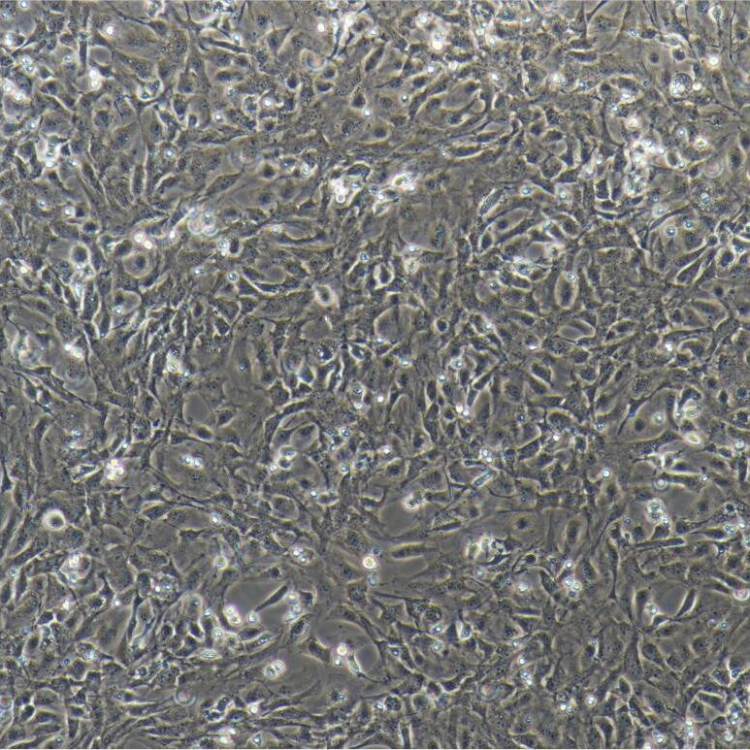 小鼠脑微血管内皮细胞 Brain Microvascular Endothelial Cells