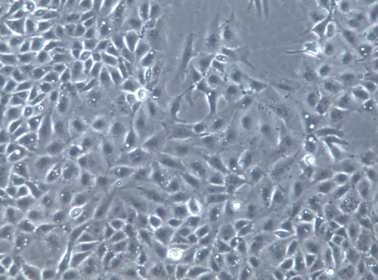 IPEC-J2猪小肠上皮细胞传代操作流程报告ATCC细胞库来源