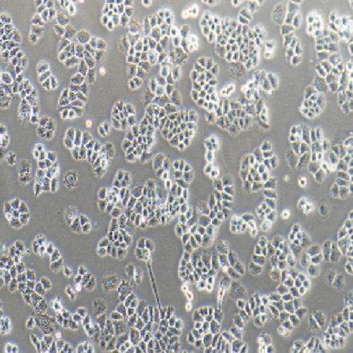 9L/lacZ (大鼠胶质肉瘤细胞) (种属鉴定正确) 佰利莱 产品关键词:9l鼠;佰利莱商业有限公司