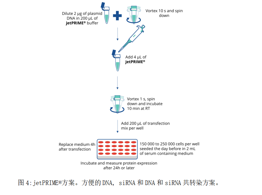 polyplus转染试剂 jetPRIME® 多功能DNA/siRNA transfection reagent 产品关键词:pl转染试剂;polyplus转染试剂换液;poly转染试剂 ...