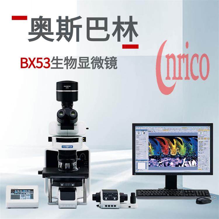 奥林巴斯 BX53 研级显微镜 多人共览系统 双目可变倾角观察筒