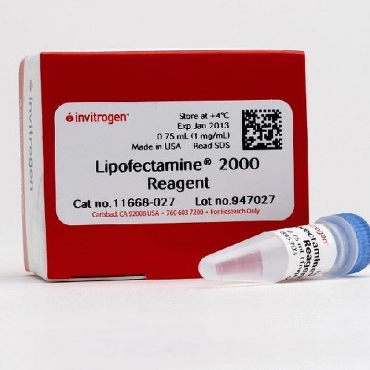 赛默飞Lipofectamine™ 脂质体3000转染试剂 5x1.5mL L3000015 产品关键词:转染试剂3000;赛默飞脂质体 ...