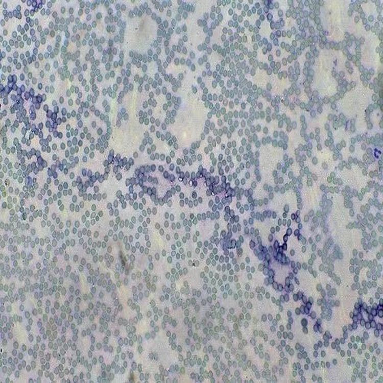 Expi293F （STR鉴定正确）T25培养瓶 科研专用 品种齐全 - 百度爱采购