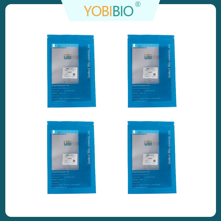 Actin抗体 仅识别β-actin 常被用于免疫染色观察细胞的微丝结构