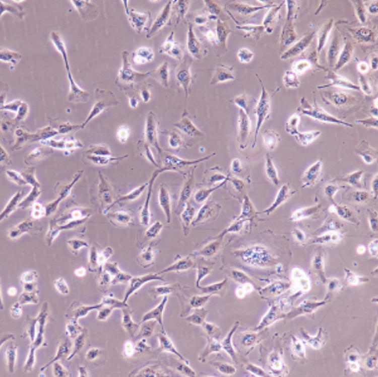 小鼠肺癌细胞LL2(LLC1) ATCC细胞库来源 贴壁形态 - 百度爱采购