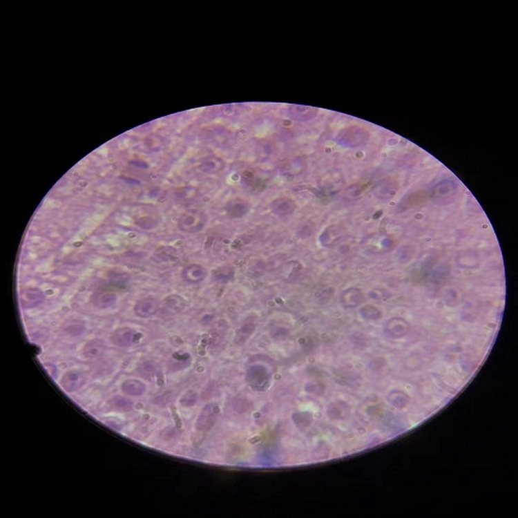 Expi293F （STR鉴定正确）T25培养瓶 科研专用 品种齐全 - 百度爱采购