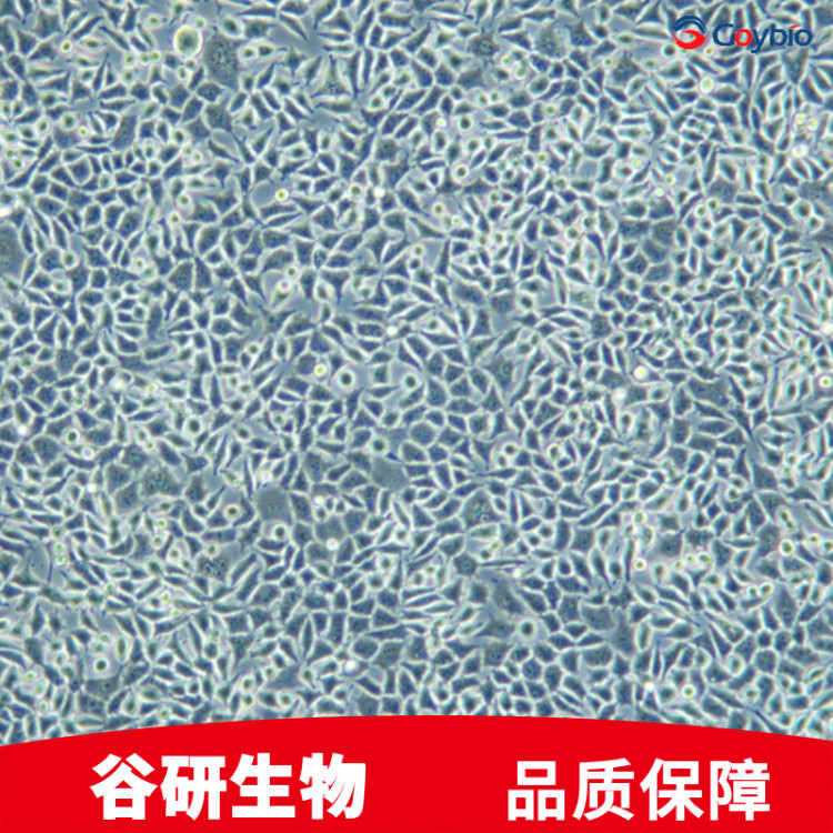 RWPE-1 (人正常前列腺上皮细胞)谷研生物试剂售后无忧质量保障