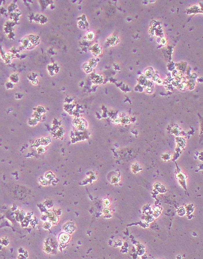 ECV-304脐静脉内皮细胞 IM-H326 逸漠生物 细胞培养 IMMOCELL