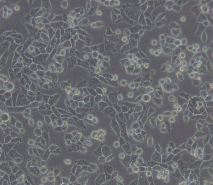 雅吉生物 细胞HCEC-1CT 科研实验专用定制试剂 ATCC来源 全国包邮 - 百度爱采购